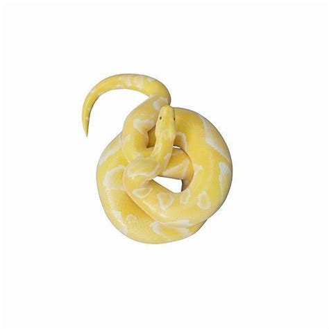 3d Model Albino Burmese Python Vr Ar Low Poly Cgtrader