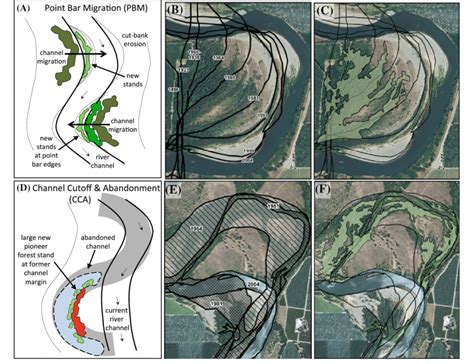 Planform Pattern Of Pioneer Forest Stand Development Following Point