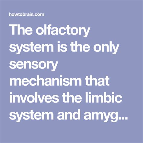 Essential Oils For Brain Healing How To Brain Essential Oils Improve Mood Limbic System