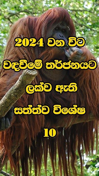 2024 වන විට වඳවීමේ තර්ජනයට ලක්ව ඇති සත්ත්ව විශේෂ 10 😱 Srilanka Shorts Youtube