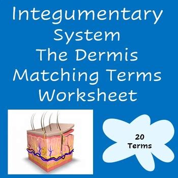 Integumentary System The Dermis Matching Terms Anatomy Biology Skin