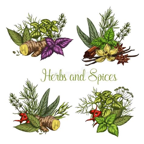 Vector Spices And Herbs Seasonings Sketch Stock Vector Illustration