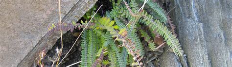 Plantas Especializadas A Suelos Calizos Y Suelos Volcánicos