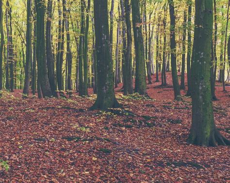 Mi Forestry Co — Forestry Services