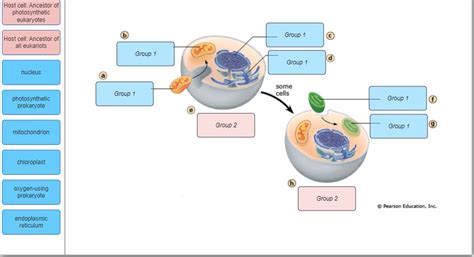 Solved Host Cell Ancestor Ofphotosyntheticeukaryoteshost