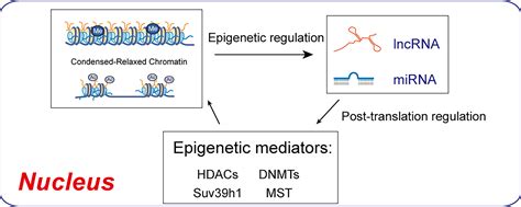 Frontiers Epigenetics And Endoplasmic Reticulum In Podocytopathy