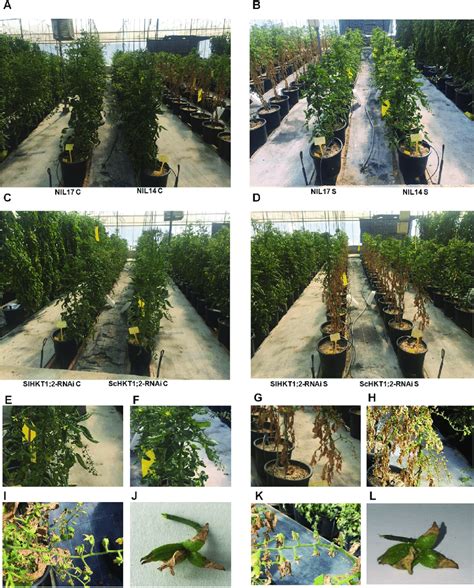 Effect Of Nacl Treatment On Growth Of Tomato Nils And Slschkt12 Rnai
