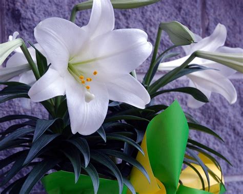 Easter Lily Wallpapers Top Free Easter Lily Backgrounds Wallpaperaccess