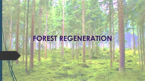 Forest Regeneration Local Forests Are Failing To Produce The Next