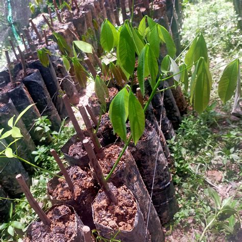 ກຸ່ມຂາຍເບ້ຍຢາງພາລາຕາຂຽວແລະຊ້ຳເບົ້າ ແຂວງວຽງຈັນ Facebook