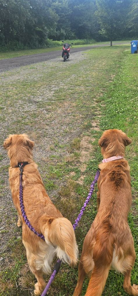 Bobby Poirier On Linkedin Bipublisher Scooterscare No3rdparties