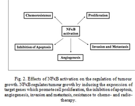 Effects Of Nfκb Activation On The Regulation Of Tumour Growth Nfκb