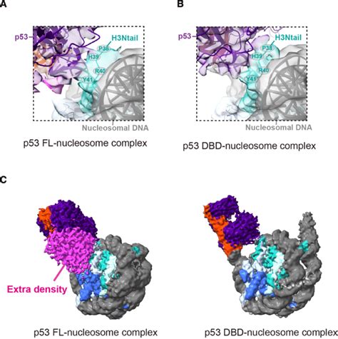 P53 Binding Induces Nucleosomal Linker DNA Release From The Histone