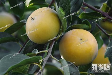 Japanese Persimmon Diospyros Kaki Known Also As Kaki Persimmon