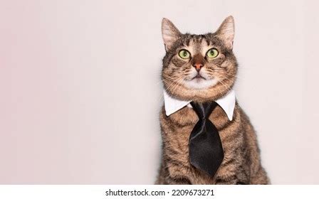 Decisions Solid Background Images Stock Photos D Objects
