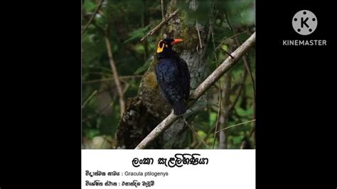 ශ්‍රී ලංකාවට ආවේණික කුරුල්ලන් Bird Srilanka Youtube