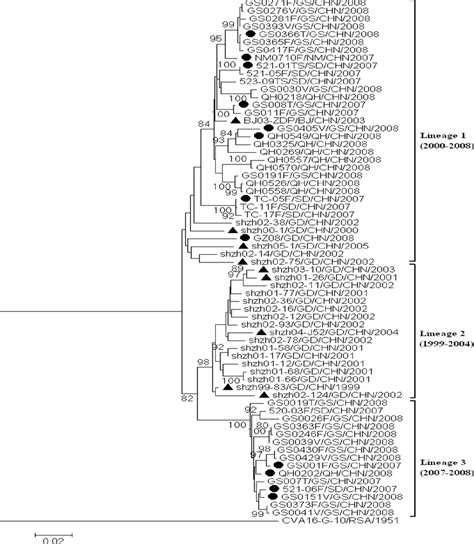 phylogenetic dendrogram constructed by using the maximum likelihood