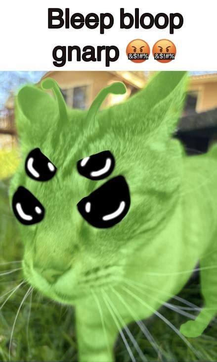 Gleep Gloop👽 R Cats