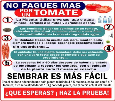 COMO CULTIVAR TOMATES EN CINCO SENCILLOS PASOS SEMBRARLO ES MUY FÁCIL Agro Comunal