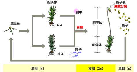 Images Of Japaneseclass Jp