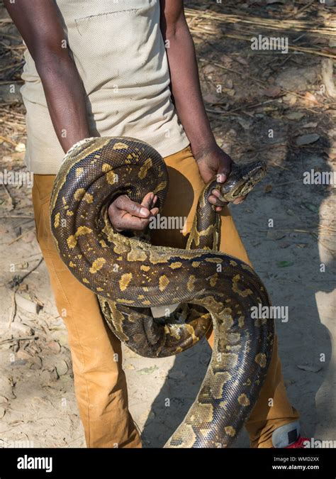 African rock python Fotos und Bildmaterial in hoher Auflösung Alamy