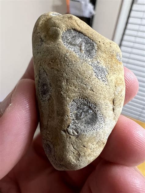 What Kind Of Fossil Could This Be R Fossilid