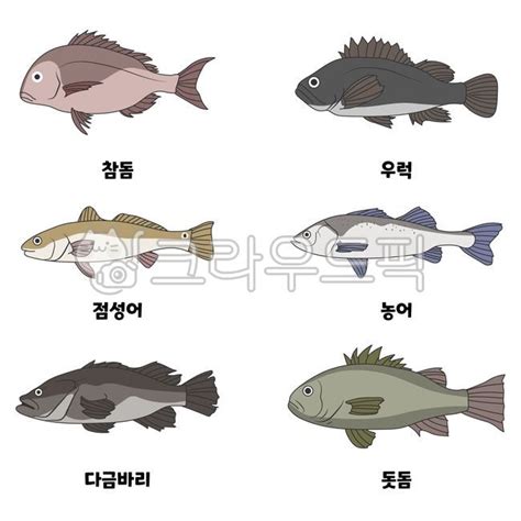 바다고기 생선 참돔 우럭 점성어 사진이미지일러스트캘리그라피 스트로크제이작가