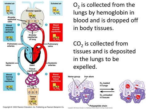 Ppt The Circulatory System Open Vs Closed Powerpoint Presentation