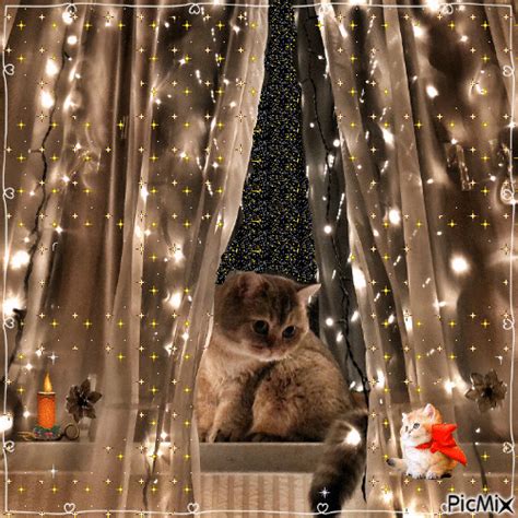 Lovely Cats Free Animated  Picmix