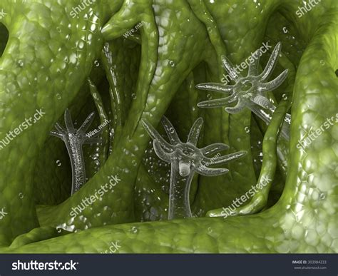 Hydra Vulgariscoelenterata Multicellular Organism Stock Illustration