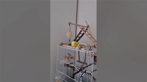 Смешной волнистый попугай волнистыйпопугайчик Budgie Youtube
