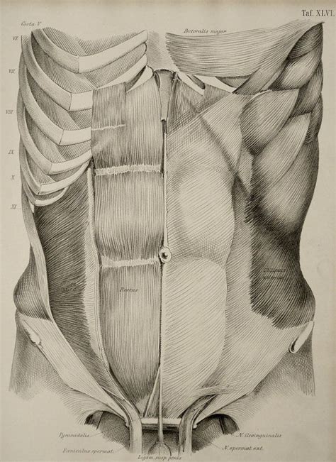 1879 Antique Print Of Human Anatomy Muscles Muscular System 135