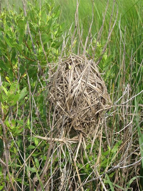 Free Picture Plants Grass Nest