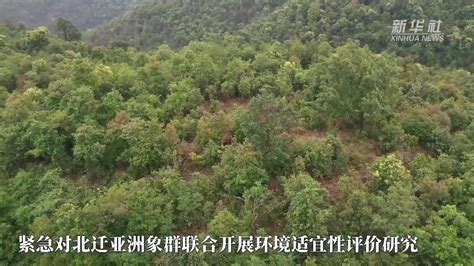 初步研究表明亚洲象越往北迁其生境适宜性越低凤凰网视频凤凰网
