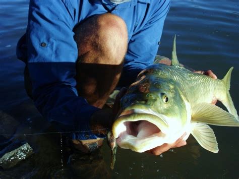 Fishing In Africa Fly Fishing Largemouth Yellowfish Sa