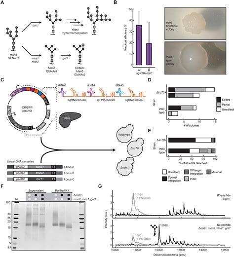 Host Informed Expression Of Crispr Guide Rna For Genomic Engineering In
