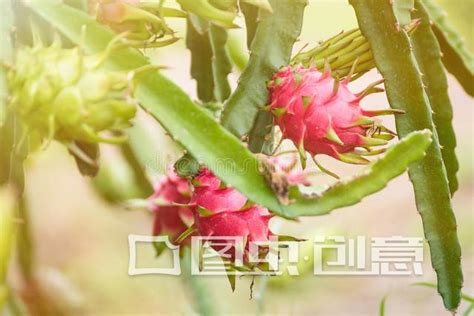 火龍果分白心和紅心，哪種更有營養？清楚它們的區別後，不會買錯 每日頭條