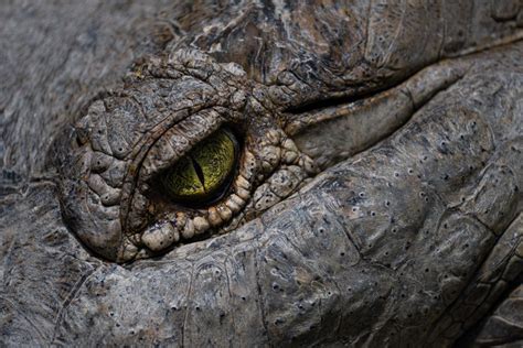 Last Crocodile In Europe Fossils Of Largest Ever Crocodile