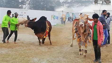 Very Beautiful Cows Display Time Beautiful Hasha Cow Pagla Goru