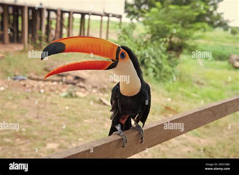 Image Of Toco Bird Outside Toco Bird Outdoor Toco Bird In Wildlife