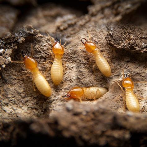 Expert Pest Control Richmond Va Allied Termite And Pest Control Of