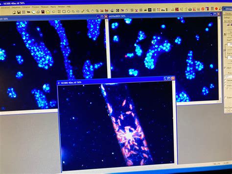 Some Interesting Microbes Microbial Ecology Laboratory