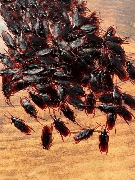 100pcs Plastic Prank Toy Simulation Cockroach Toy Halloween Decoration