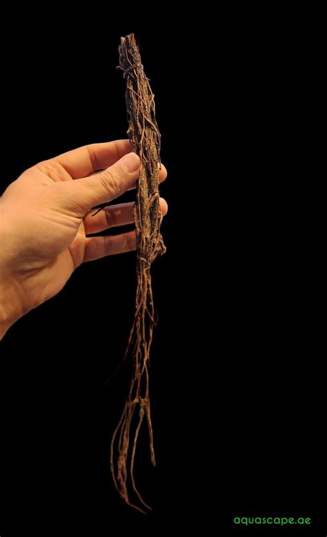 Prop Roots Aquascape