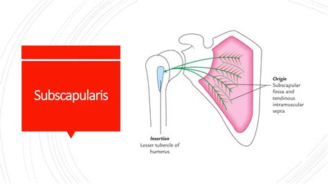 Muscles Of The Scapular Region Pptx