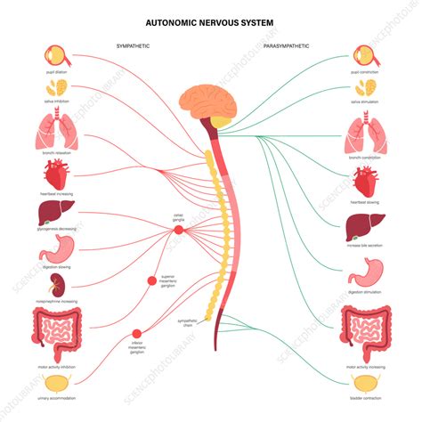Autonomic Nervous System Illustration Stock Image F0374295