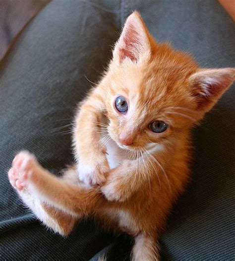 Más de ideas increíbles sobre Gatitos anaranjados en Pinterest Gatito de jengibre Gatos