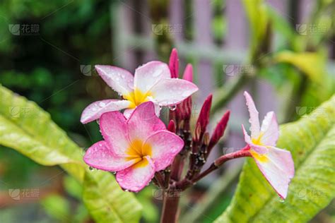 花序 粉色 赤素馨花 自然美 法国海外领土 水平画幅 无人 夏天 花头 特写