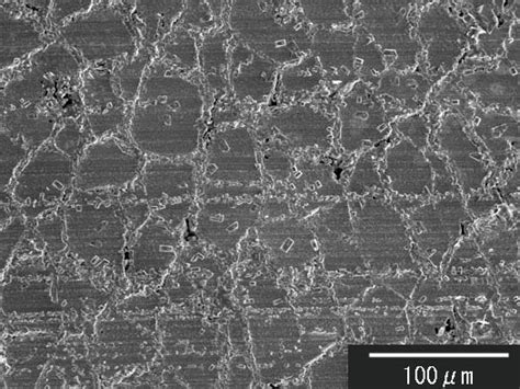 文ちゃんのタイニーカフェテラス 鰹の削り節と鰹菌 1 lt 走査電子顕微鏡SEM