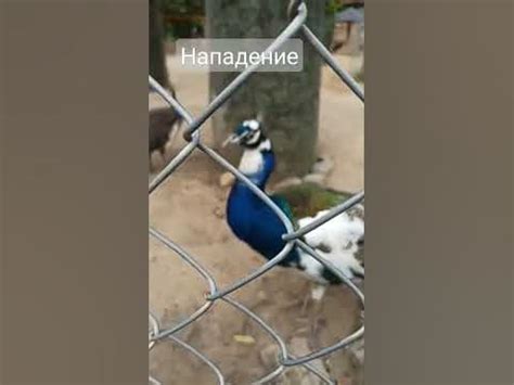 Агрессивная утка и павлин ( обидели)#утка#павлин#animals # ...